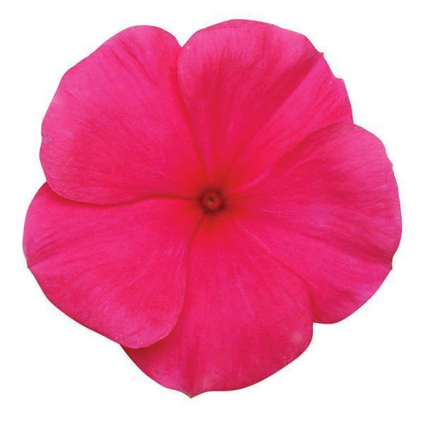 Vinca Titan Punch Flower Seeds | Buy Online India – ChhajedGarden.com