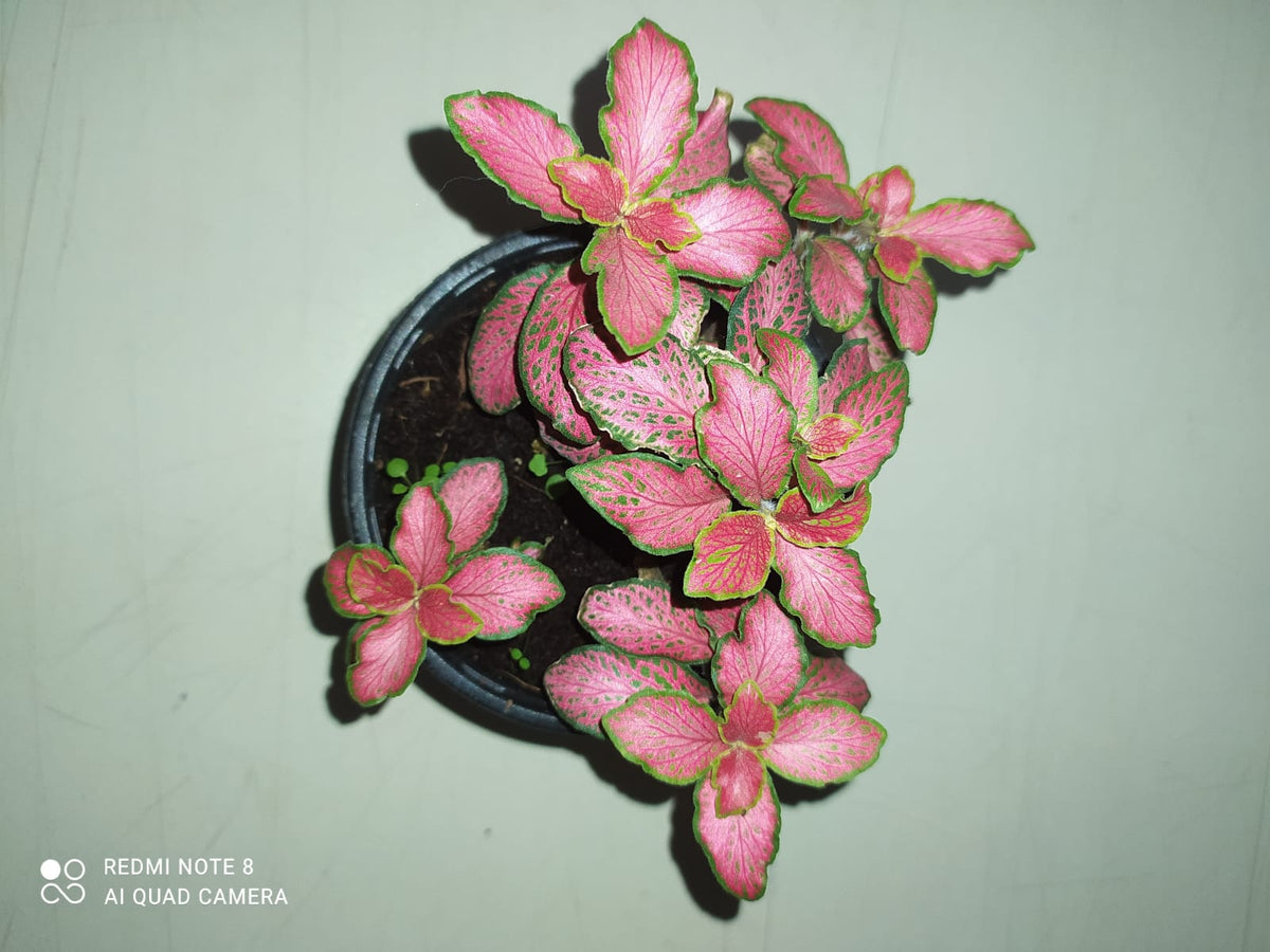 Shop Fittonia Jungle Flame Rare Plant | Fittonia Plant Buy ...