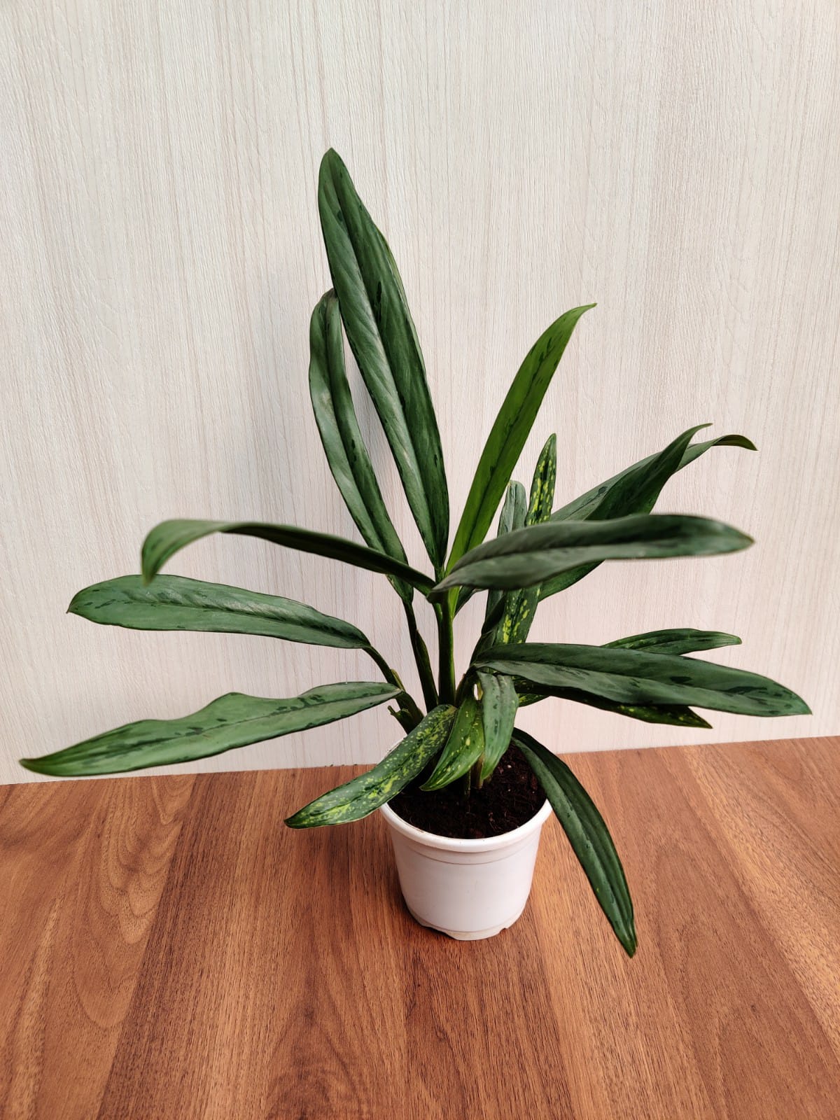 Aglaonema Cutlass Plant – ChhajedGarden.com