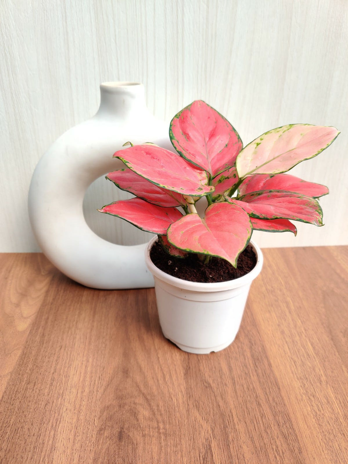 Aglaonema Diamond Red: Aesthetic Exotic Plant for Air-Purifying ...