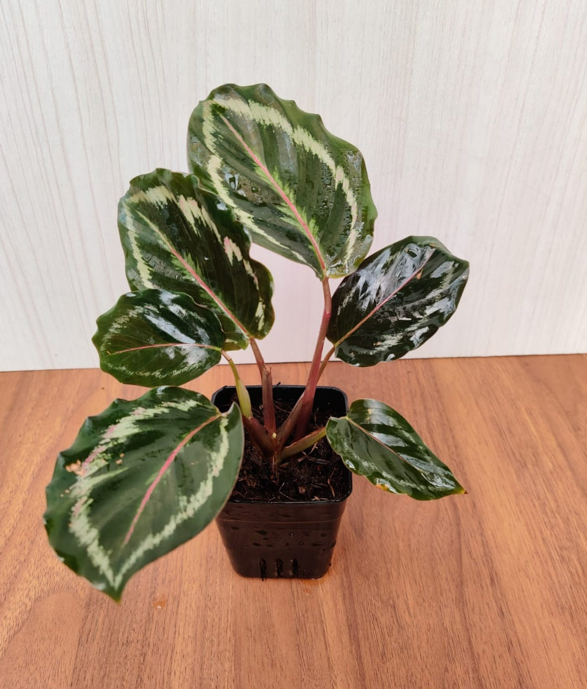 Buy Small Calathea Roseopicta Medallion Plant Online India ...