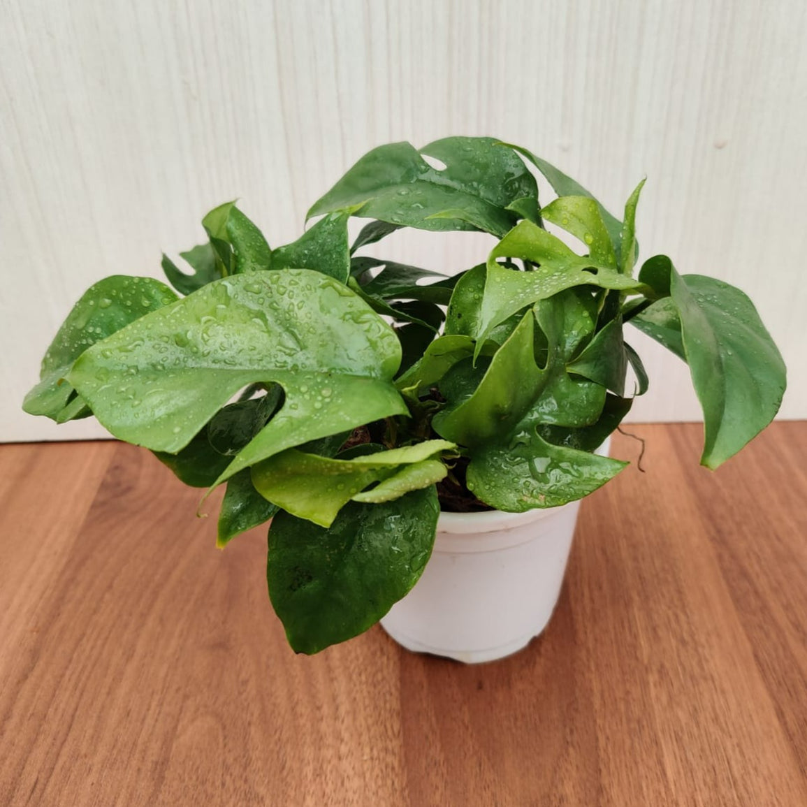 Monstera deliciosa minima Plant – ChhajedGarden.com