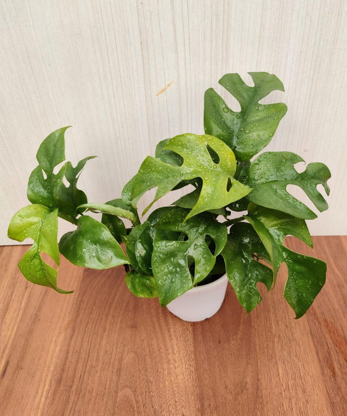 Monstera deliciosa minima Plant – ChhajedGarden.com