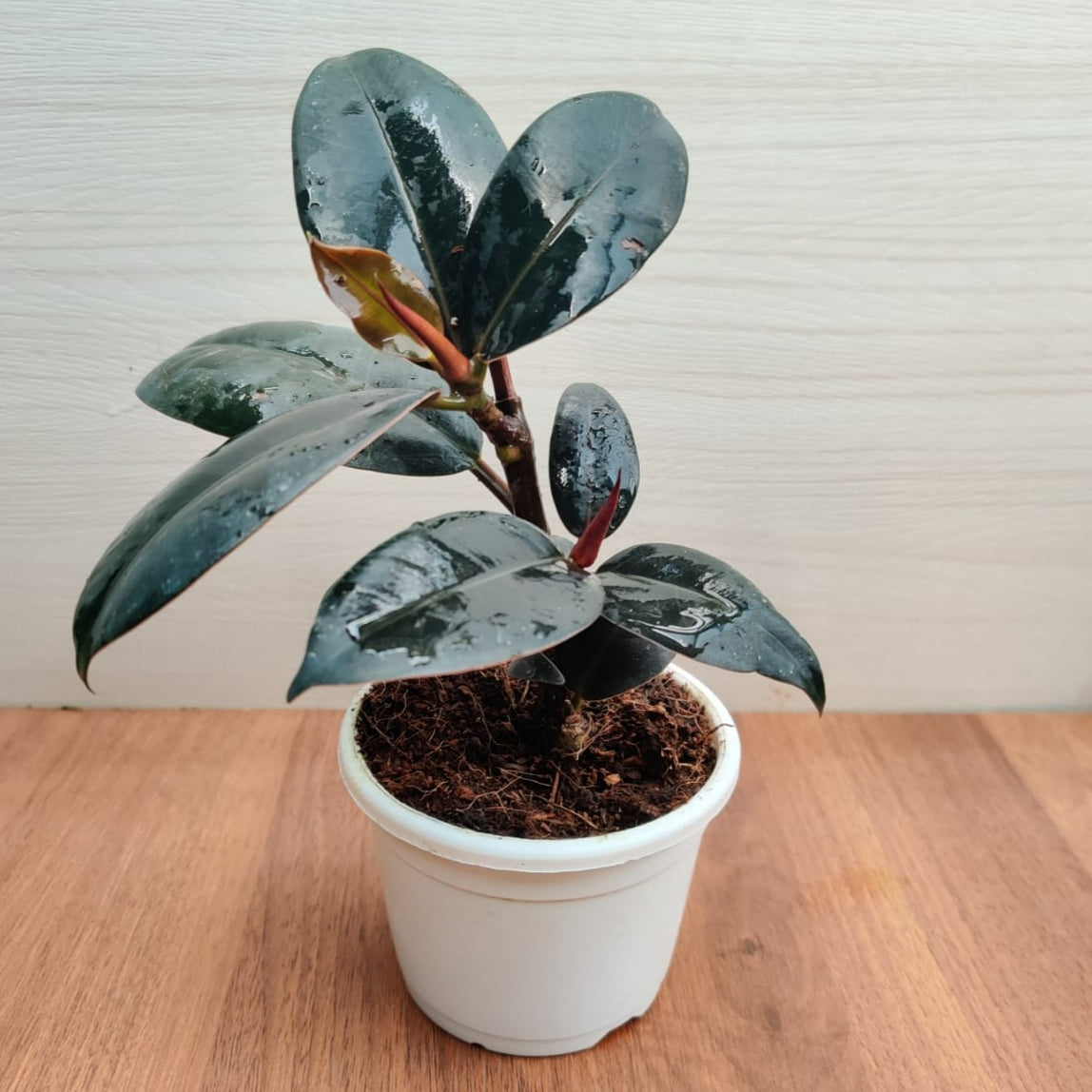 Ficus Elastica Burgundy Small Color Plant – ChhajedGarden.com