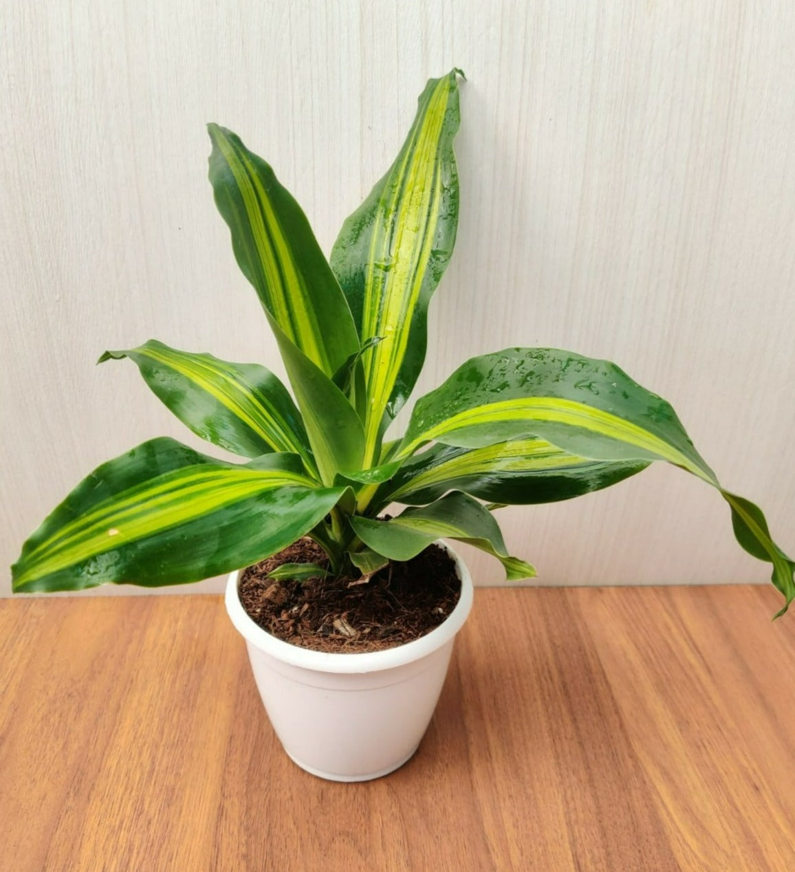 Dracena Darasingh Plant | Buy Plants Online in India – ChhajedGarden.com