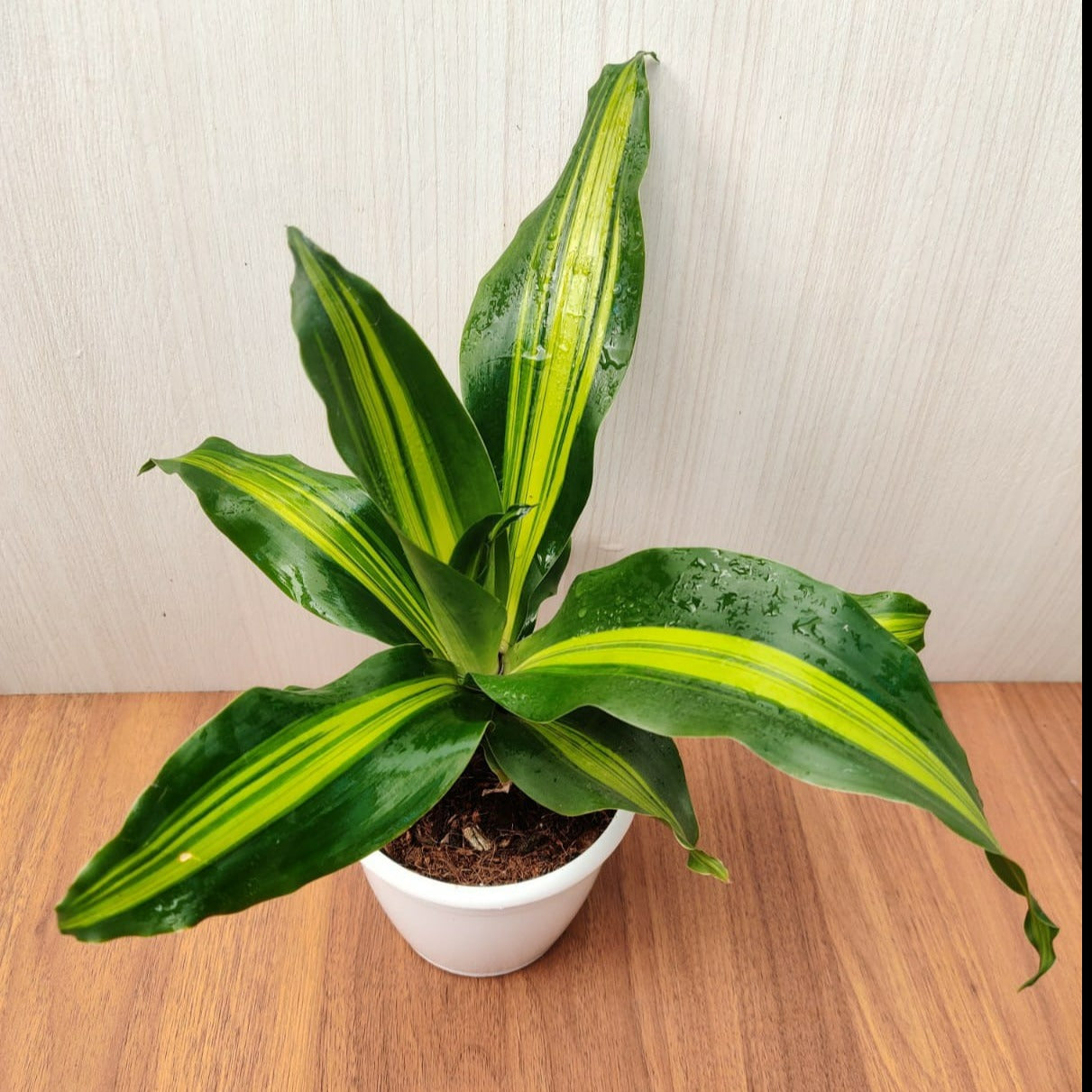 Dracena Darasingh Plant | Buy Plants Online in India – ChhajedGarden.com
