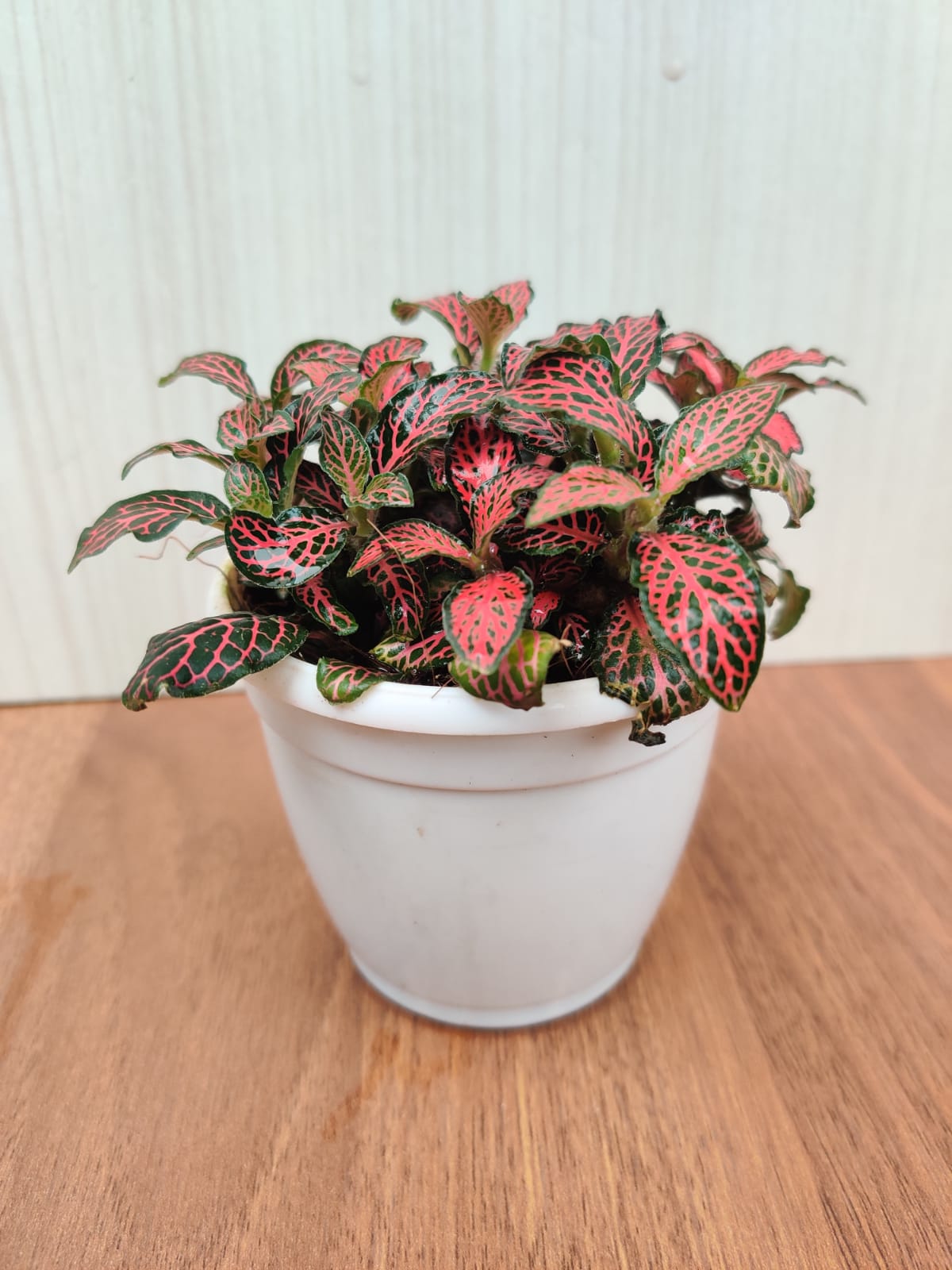 Buy Fittonia Red Cloud Plant | Nerve Plant Buy – ChhajedGarden.com