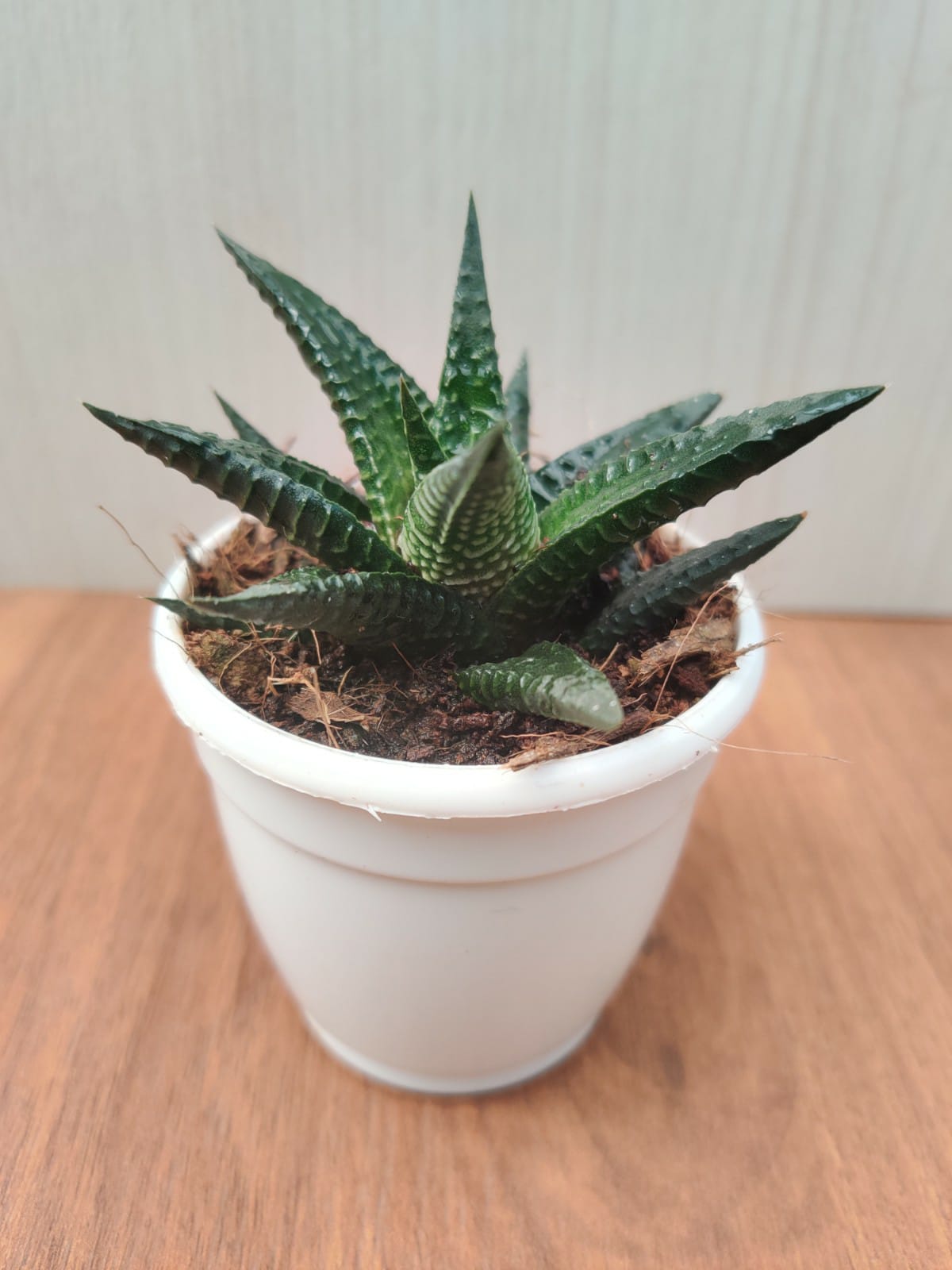 Buy Haworthia limifolia Succulent Plant Online in India – ChhajedGarden.com