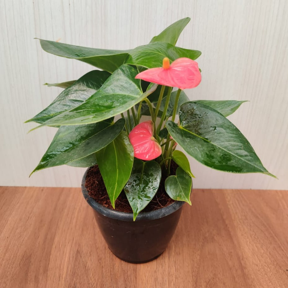 Anthurium Pink Color Flowering Plant – ChhajedGarden.com
