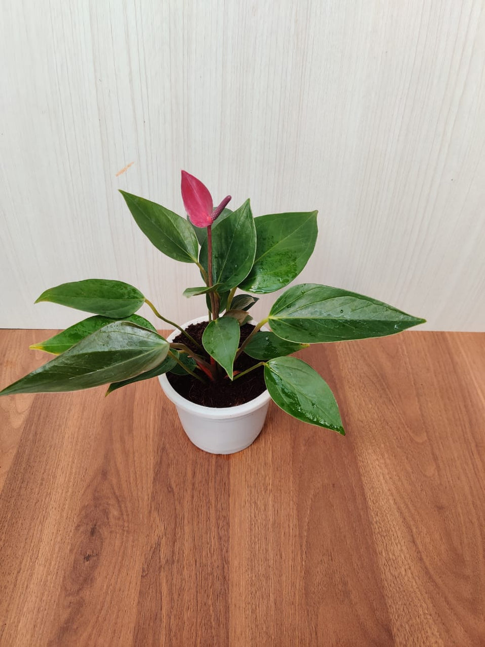 Anthurium Violet Plant – ChhajedGarden.com