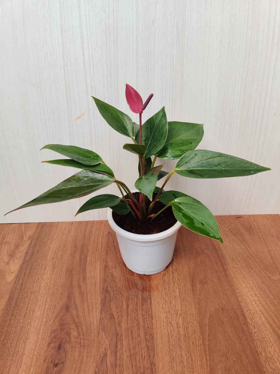 Anthurium Violet Plant – ChhajedGarden.com