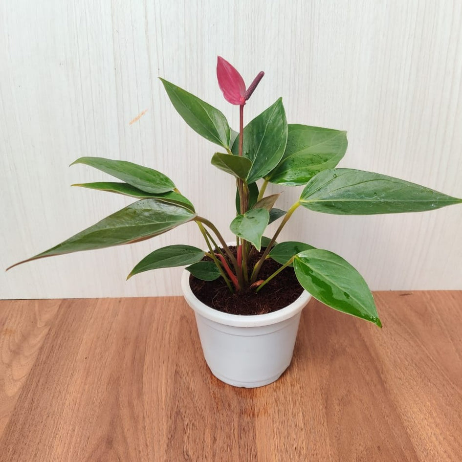 Anthurium Violet Plant – ChhajedGarden.com