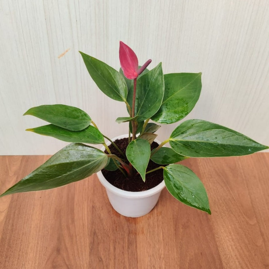 Anthurium Violet Plant – ChhajedGarden.com