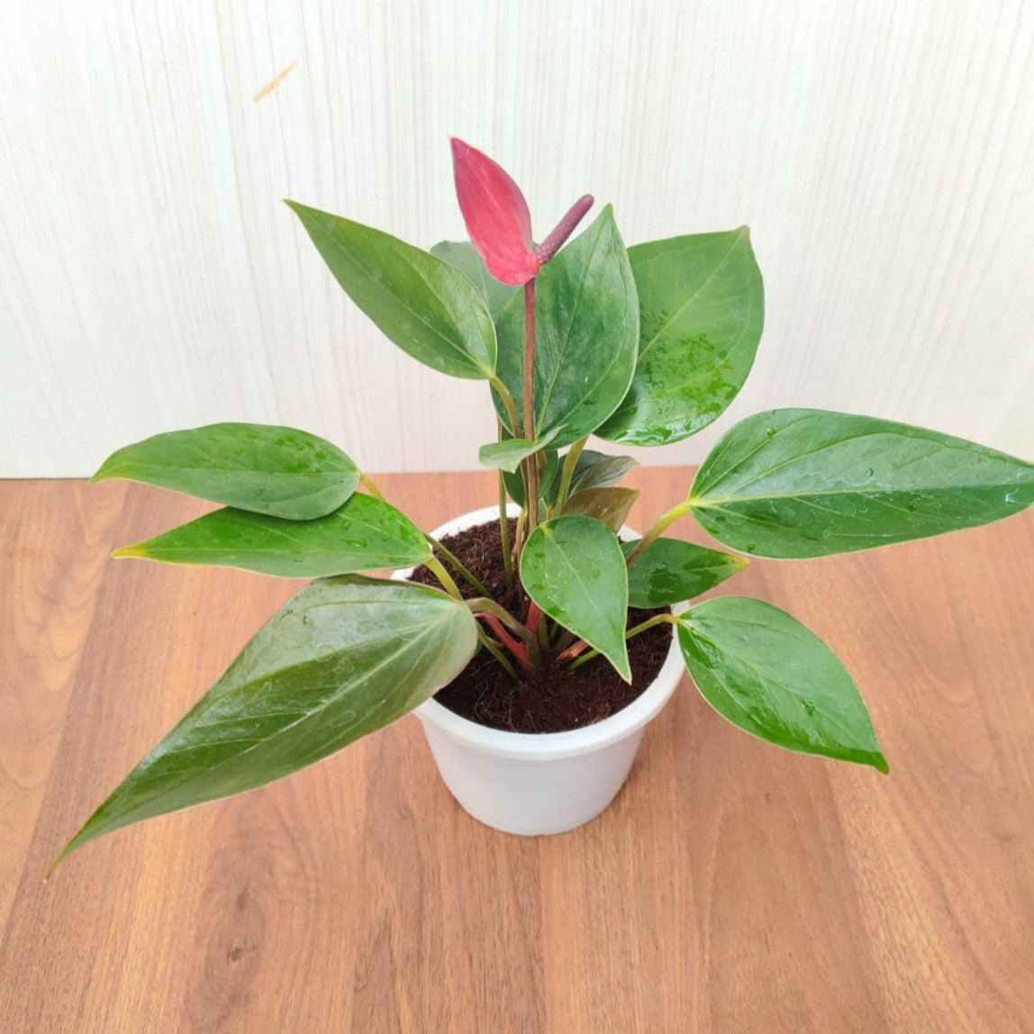 Anthurium Violet Plant – ChhajedGarden.com
