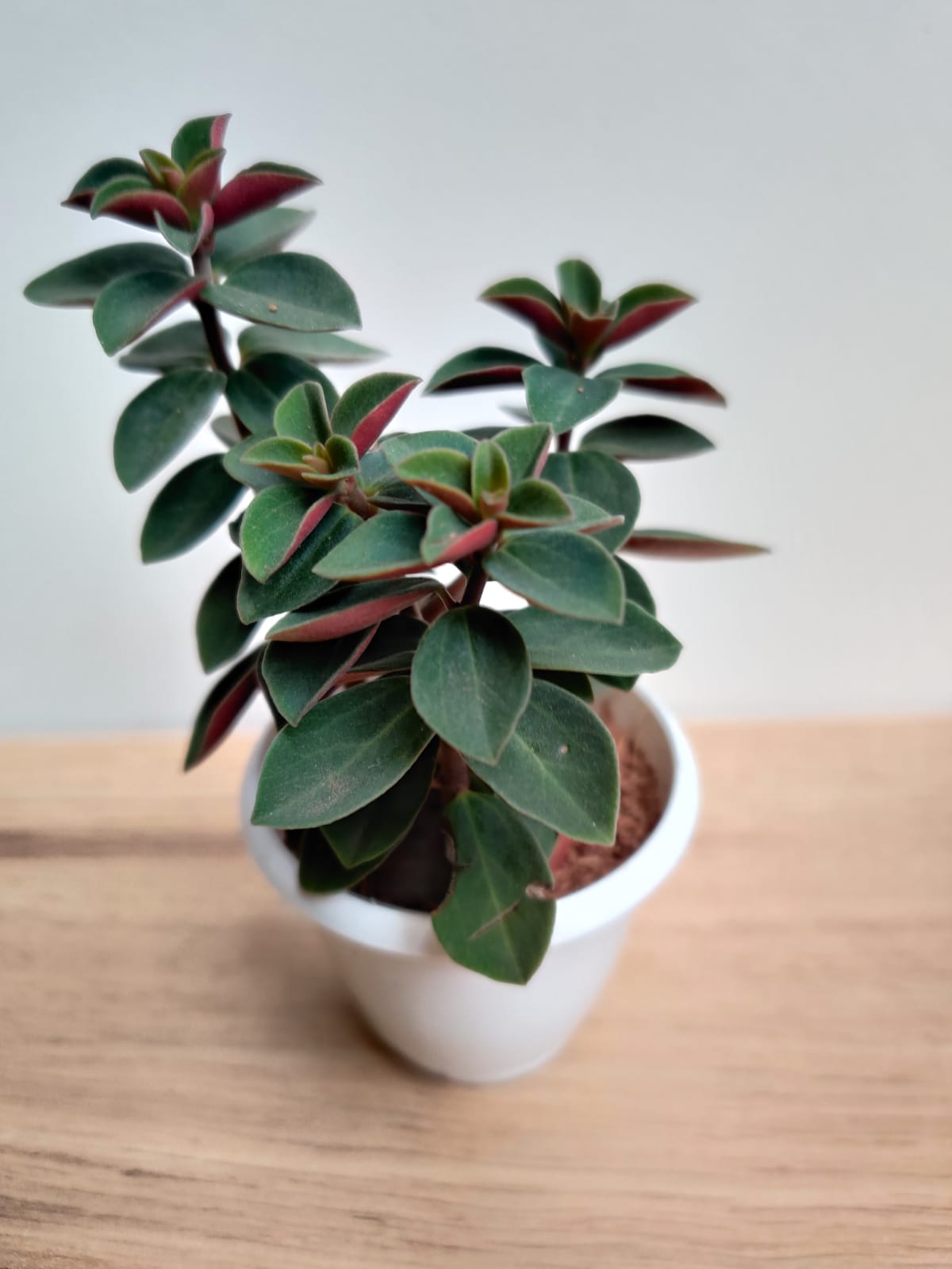 Peperomia Rubella Small Succulent Plant | By Online India ...