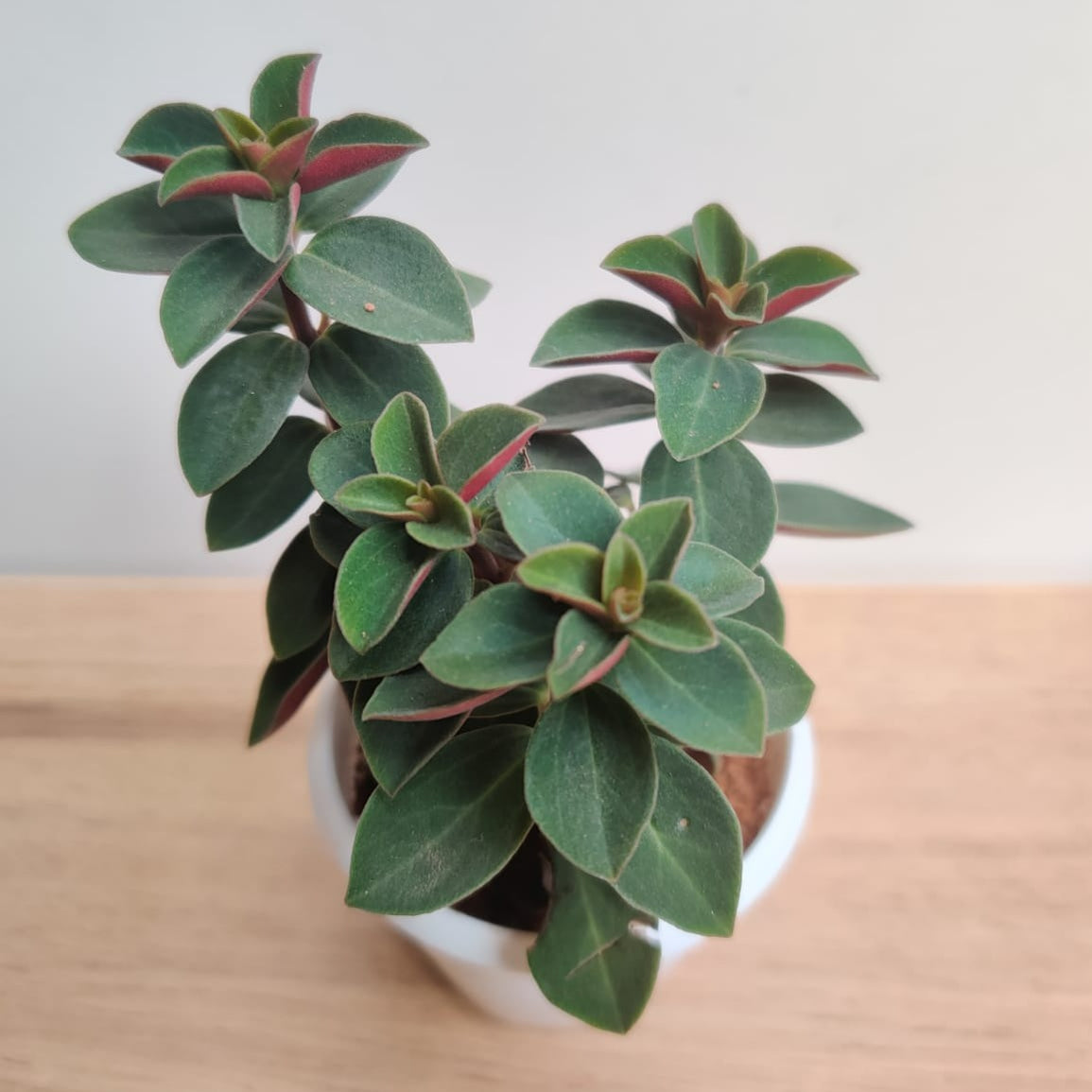 Peperomia Rubella Small Succulent Plant | By Online India ...