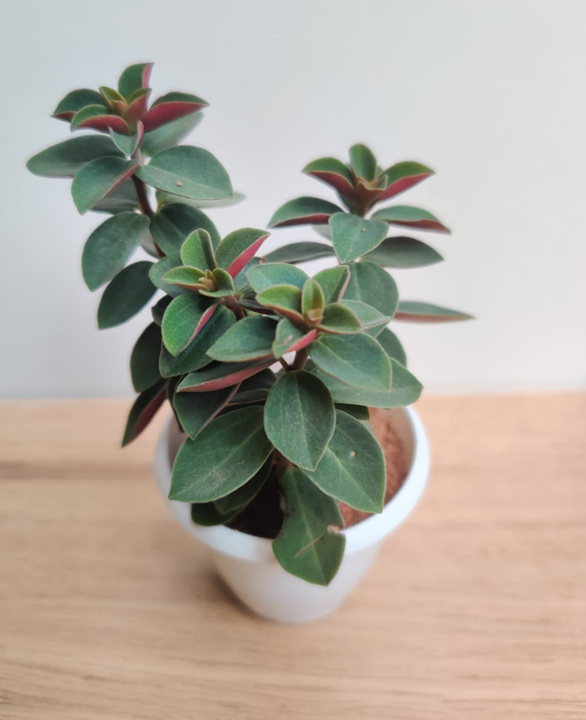 Peperomia Rubella Small Succulent Plant | By Online India ...