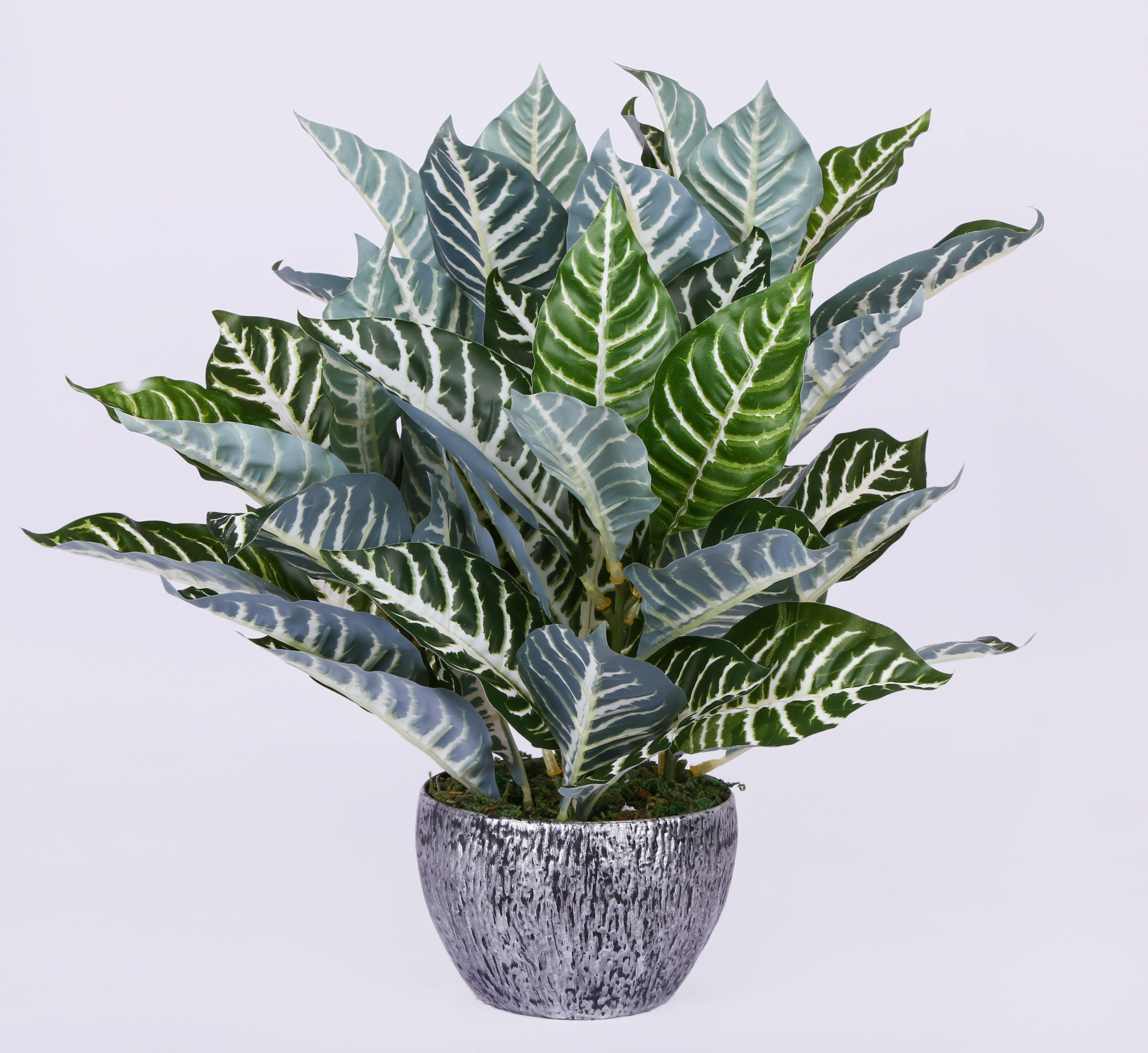 Artificial Zebra Plant with Plastic Pot - 2 Feet – ChhajedGarden.com