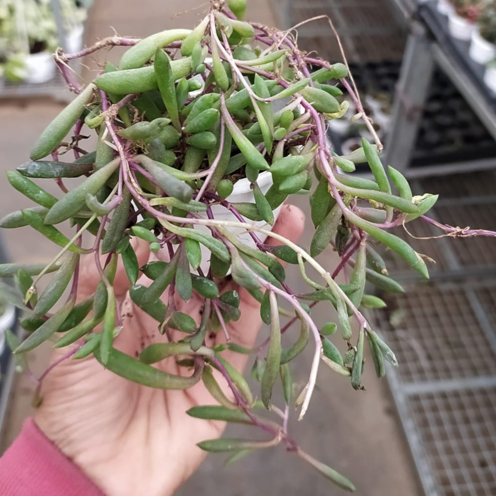 Othonna capensis 'Ruby Necklace' Succulent Plant – ChhajedGarden.com