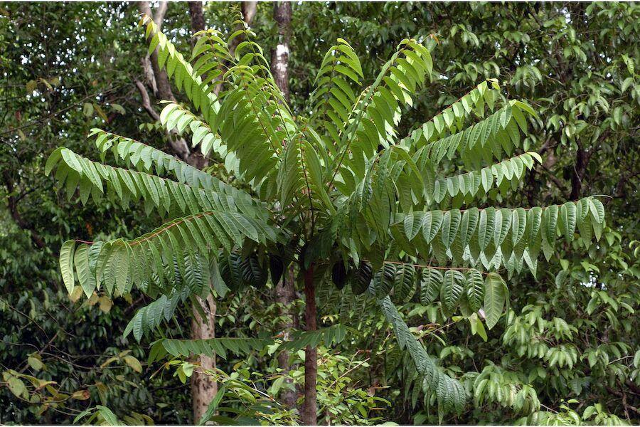 Ailanthus triphysa Seeds - 1 Kg – ChhajedGarden.com