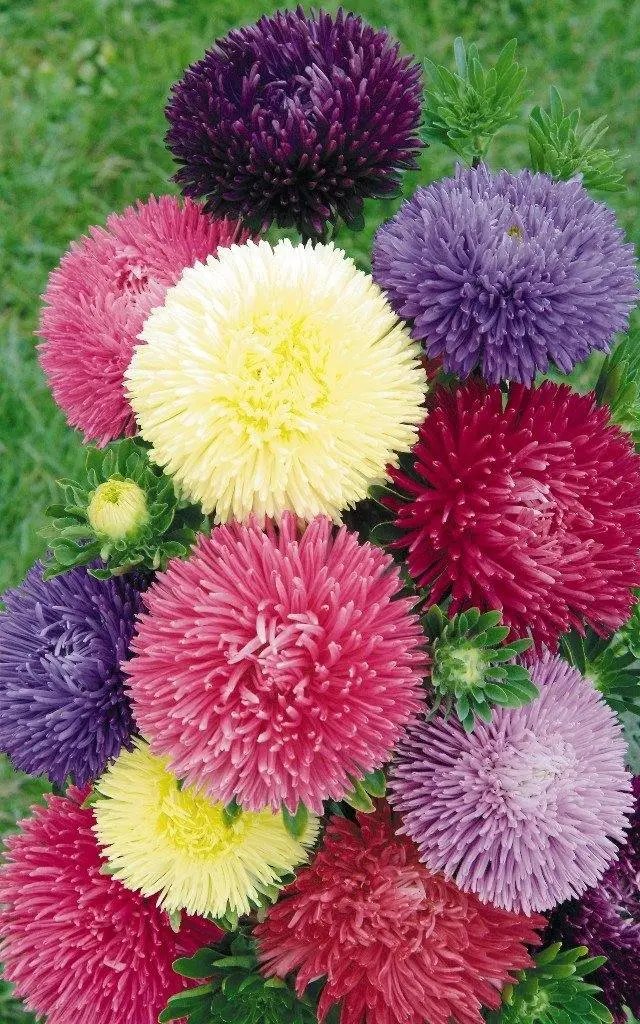 Aster Gala Formula Mix Flower Seeds – ChhajedGarden.com