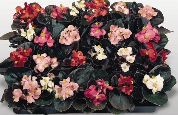 Begonia Semperflorens Cocktail Mix Flower Seeds – ChhajedGarden.com