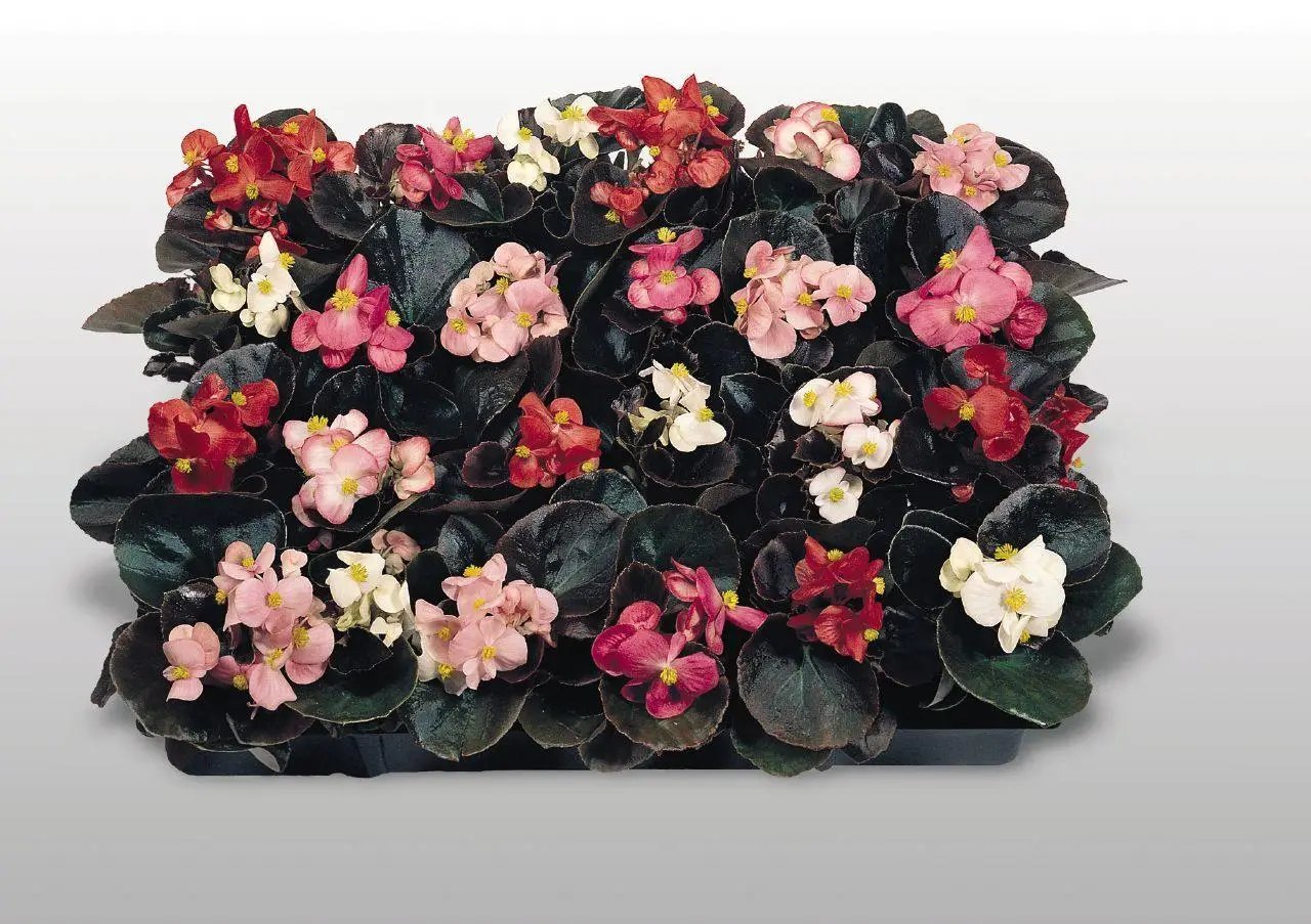 Begonia Semperflorens Cocktail Buy Online in India – ChhajedGarden.com