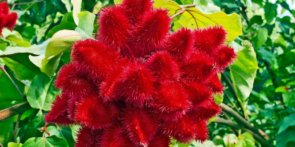 Bixa orellana seeds - 1 Kg – ChhajedGarden.com