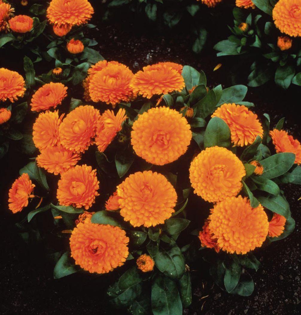 Calendula Bon Bon Orange Flower Seeds – ChhajedGarden.com