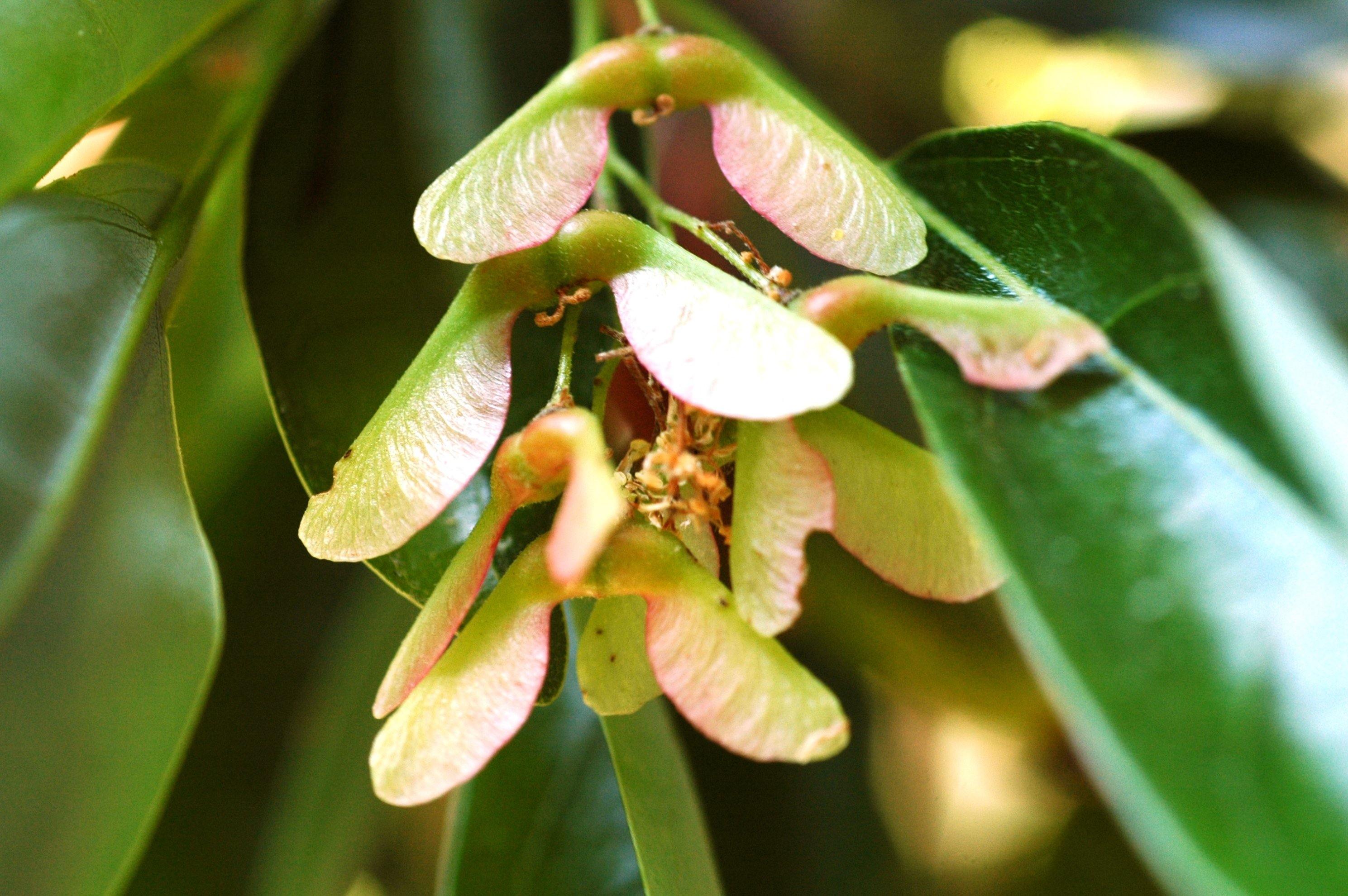 Acer Oblongum Seeds | Evergreen Maple Online in India – ChhajedGarden.com