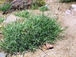 Dichanthium Annulatum Seeds Online at Best Price – ChhajedGarden.com