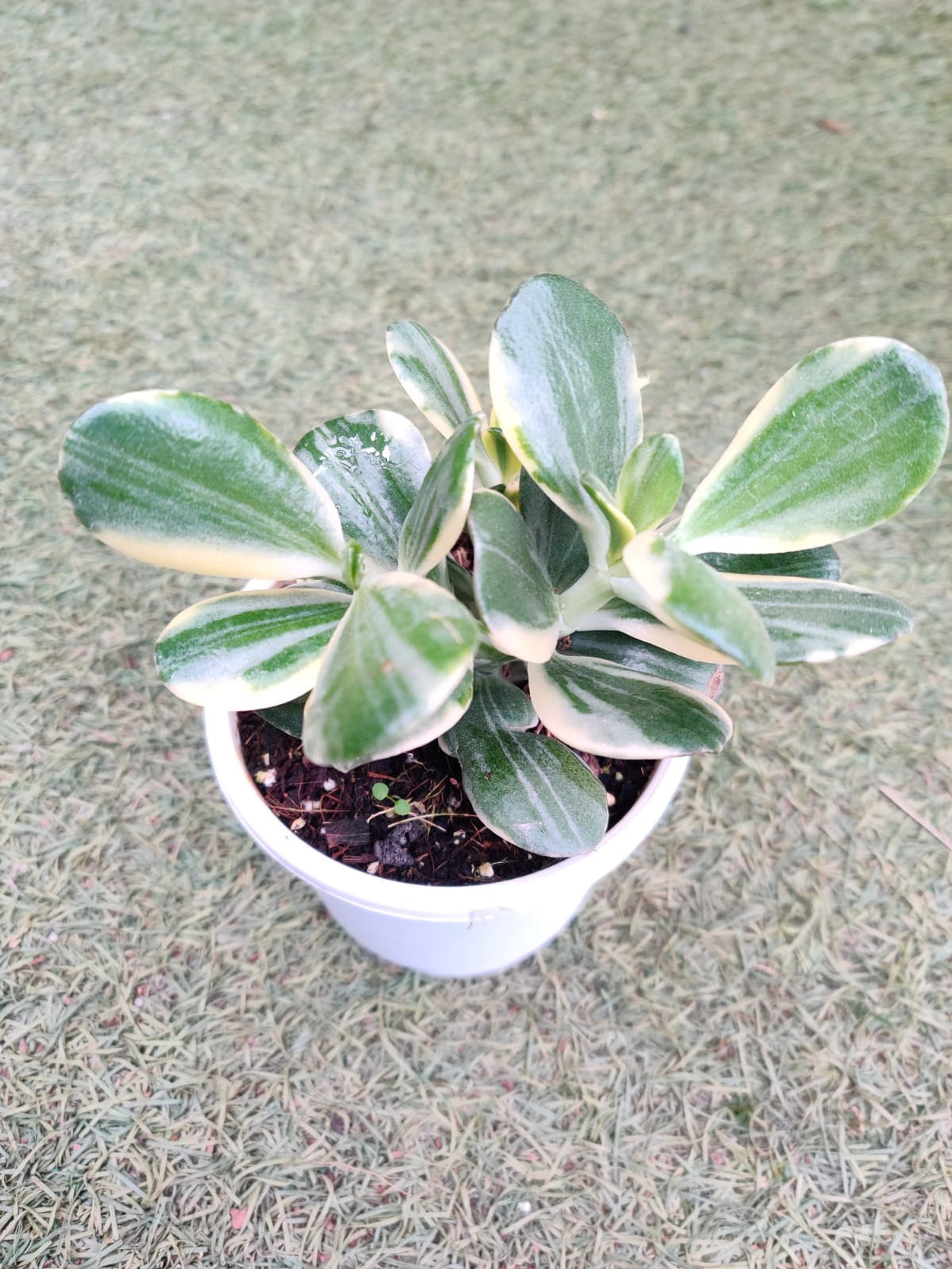 The Crassula Collection: A Guide To Types, Sub-Varieties, & How To Care ...