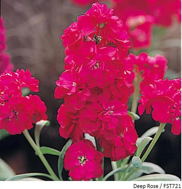 Stock Harmony Deep Rose Flower Seeds – ChhajedGarden.com