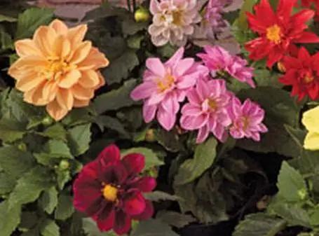 Dahlia Fresco Mix Flower Seeds – ChhajedGarden.com