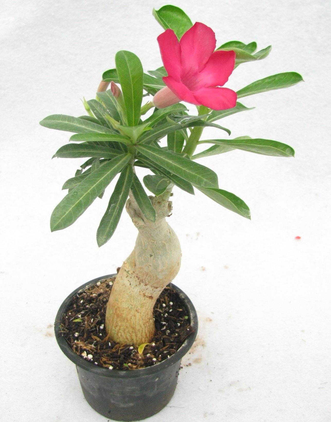 Adenium Single Layer Dark Pink Flower Plant | Buy Flowering Plant ...