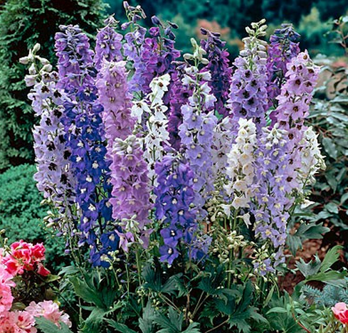 Delphinium Magic Fountains Mix Flower Seeds – ChhajedGarden.com