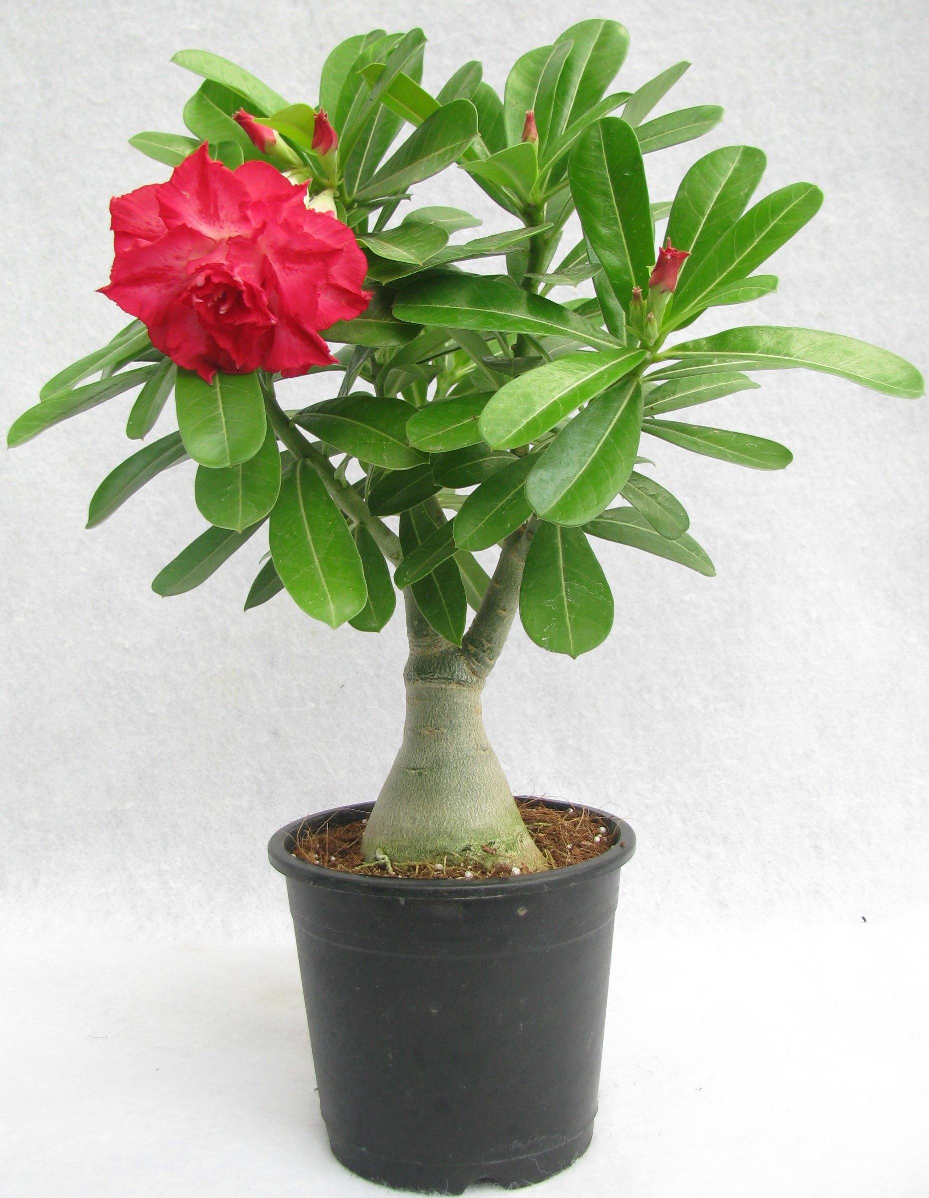 DL 24 Adenium Double Layer Rose Flower Plant | Buy Flowering Plant ...
