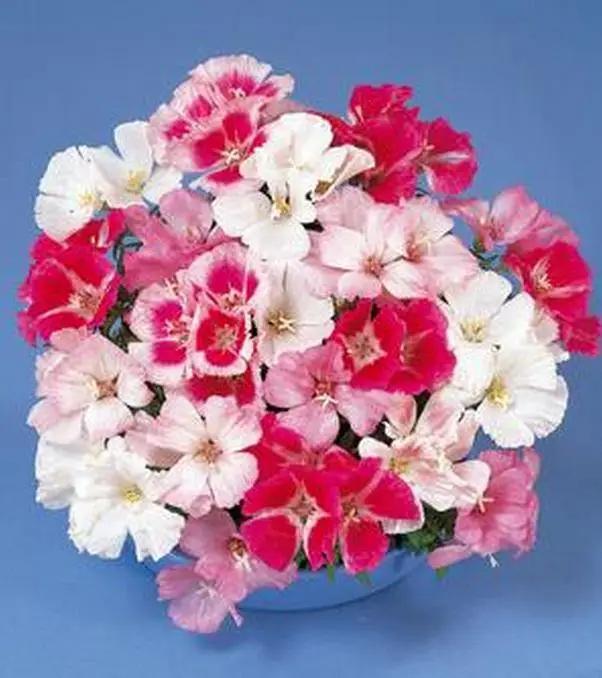 Godetia Satin Mix Flower Seeds | Buy Online India – ChhajedGarden.com