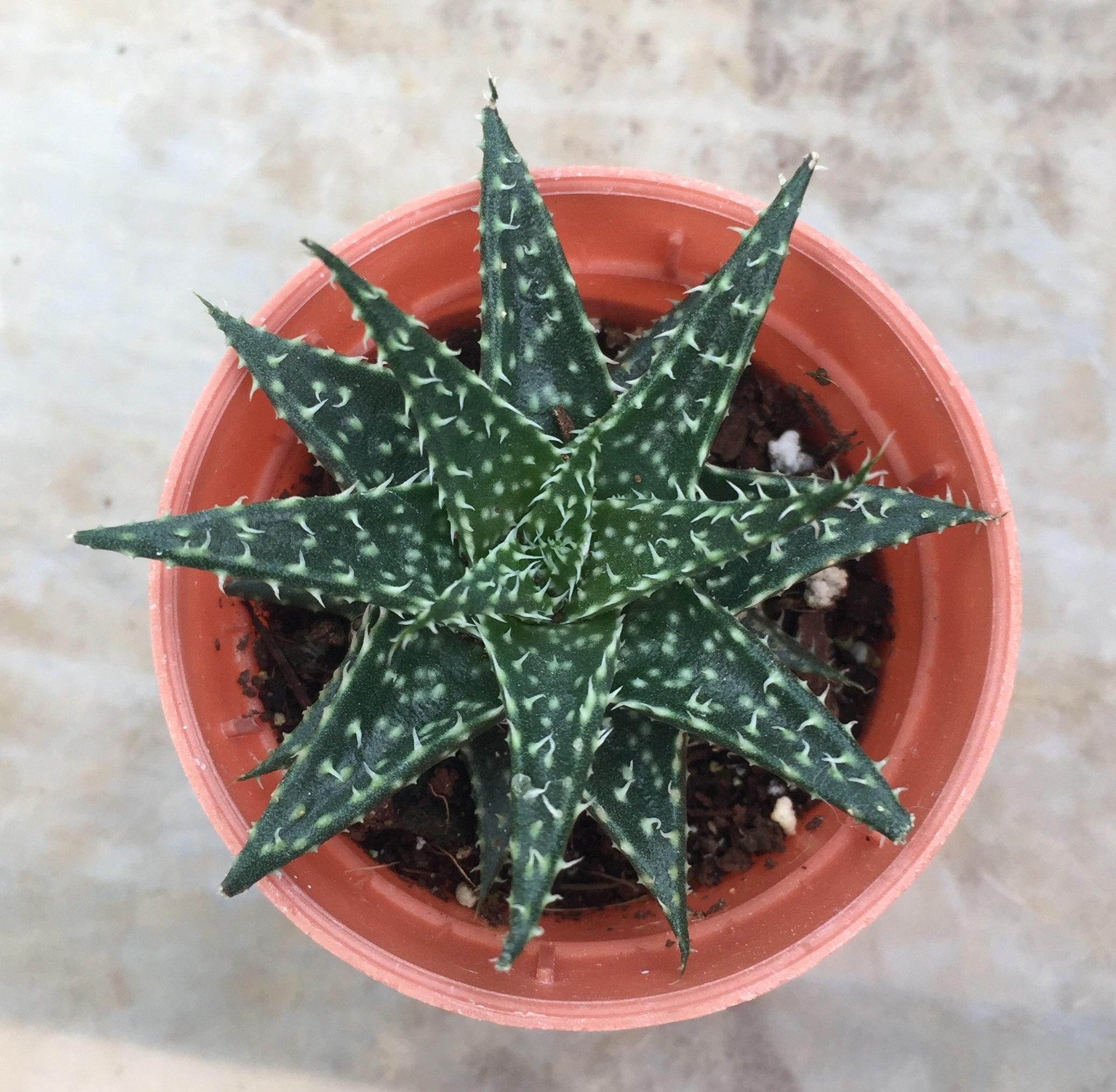 Aloe Vera Pepe Small Succulent Plant | Buy Succulents Online in India ...