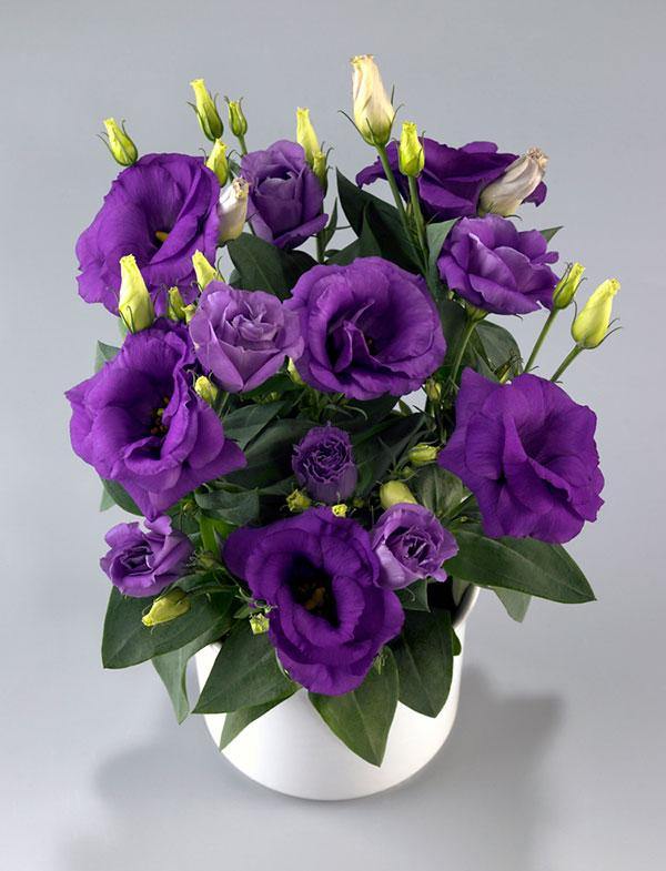 Lisianthus (Eustoma) Rosie Lavender Blue Flower Seeds – ChhajedGarden.com