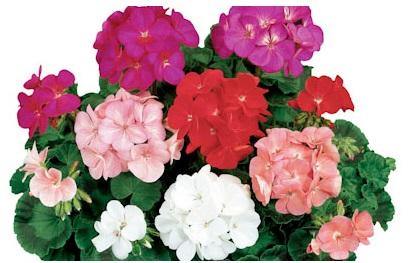 Geranium Ringo 2000 Mix Flower Seeds – ChhajedGarden.com