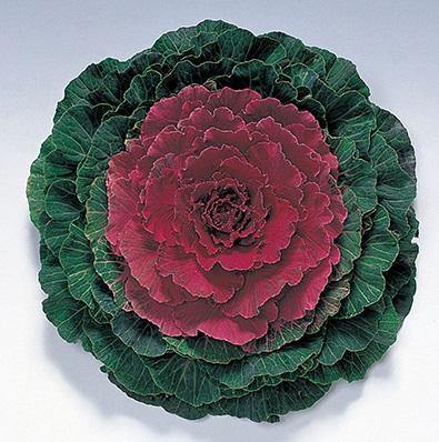 Ornamental Cabbage Pigeon Red Seeds – ChhajedGarden.com