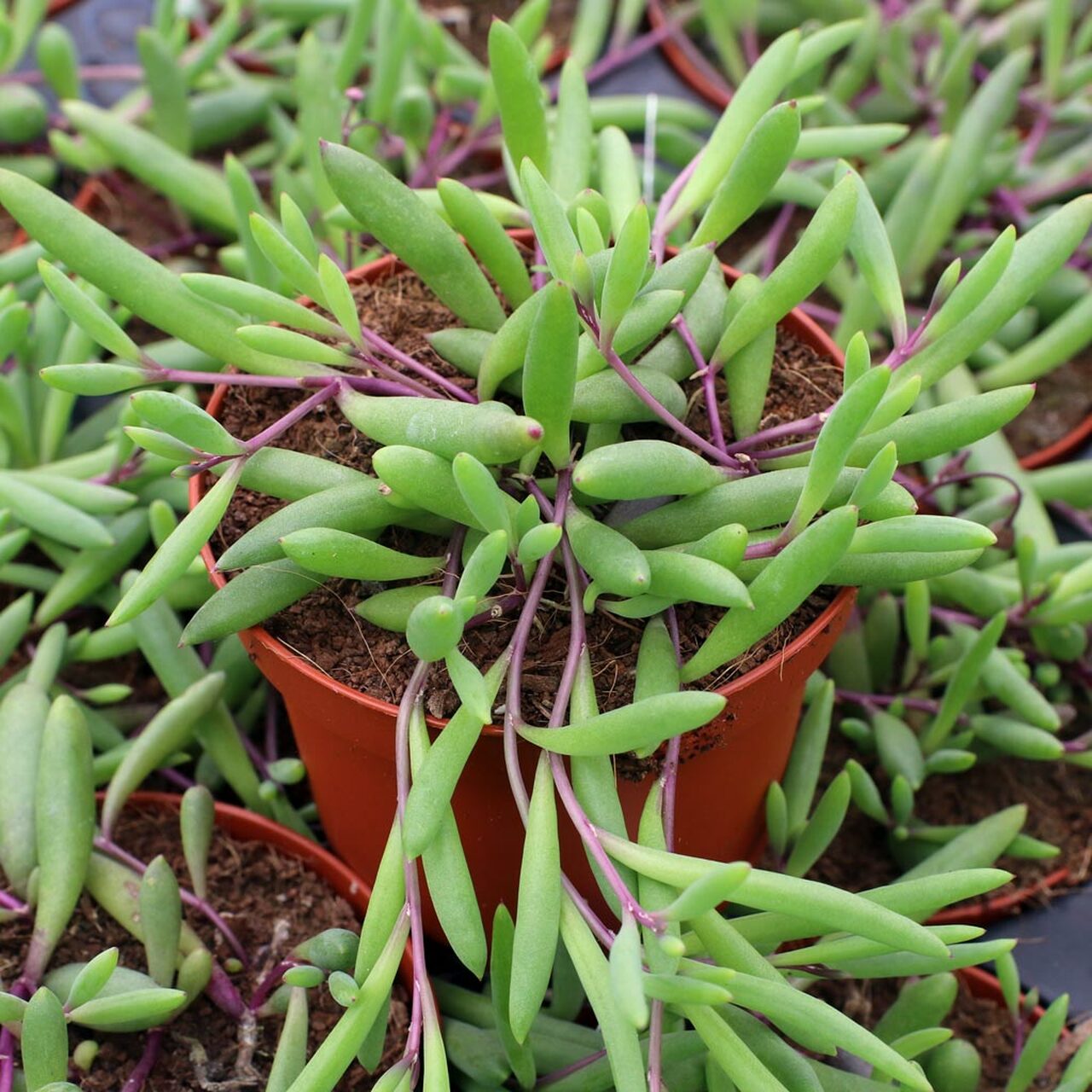 Othonna capensis 'Ruby Necklace' Succulent Plant – ChhajedGarden.com