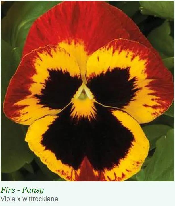 Pansy Maj. Gets II Fire | Buy Flower Seeds at Low Price – ChhajedGarden.com