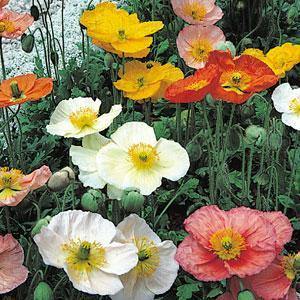Poppy (Papaver) Champagne Bubbles Mix Flower Seeds – ChhajedGarden.com