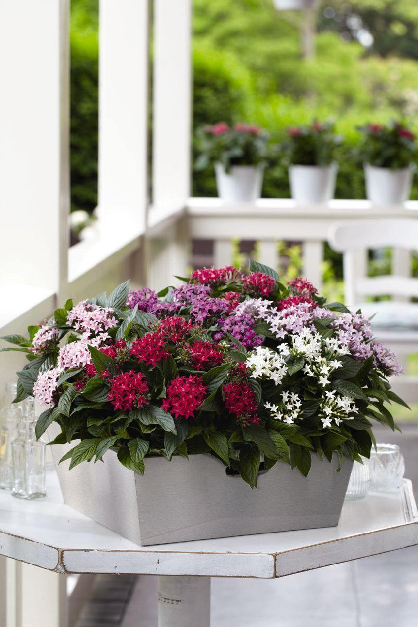 Pentas Graffiti Mix Flower Seeds – ChhajedGarden.com