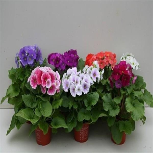 Primula Obconica Touch Me Midi Mix Flower Seeds | Buy Online India ...