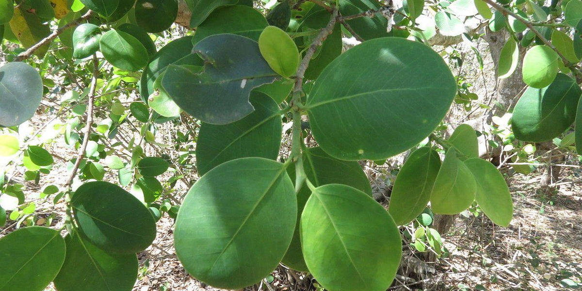 Buy Pterocarpus Santalinus Seeds | Red Sandalwood Seeds Rakta chandan ...