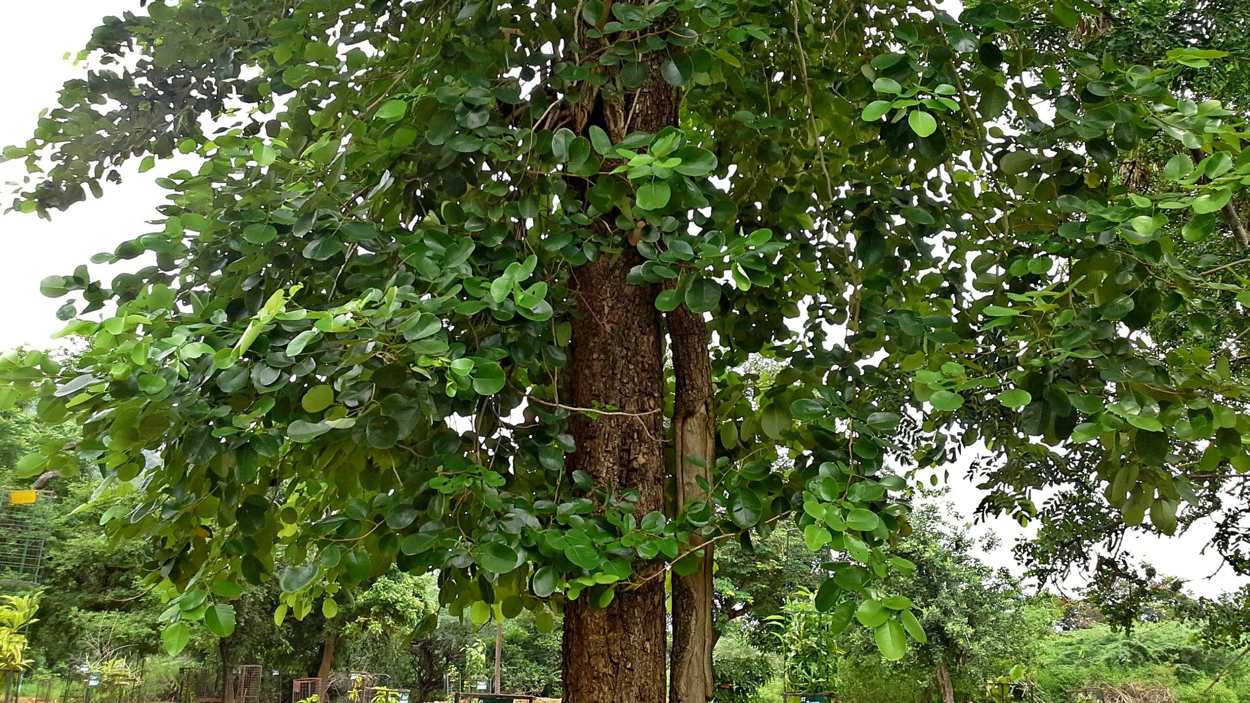 Buy Pterocarpus Santalinus Seeds | Red Sandalwood Seeds Rakta chandan ...