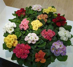 Primula Acaulis F1 Rosanna Mix Flower Seeds – ChhajedGarden.com